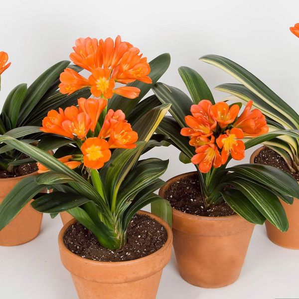 Clivia miniata 'Variegata' in terracotta pot with saucer | White Flower Farm