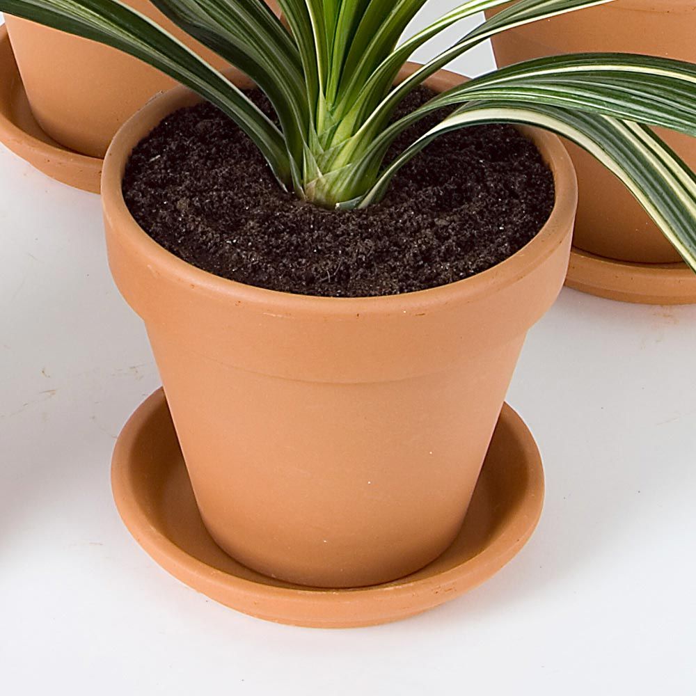 Clivia miniata 'Variegata' in terracotta pot with saucer | White Flower ...