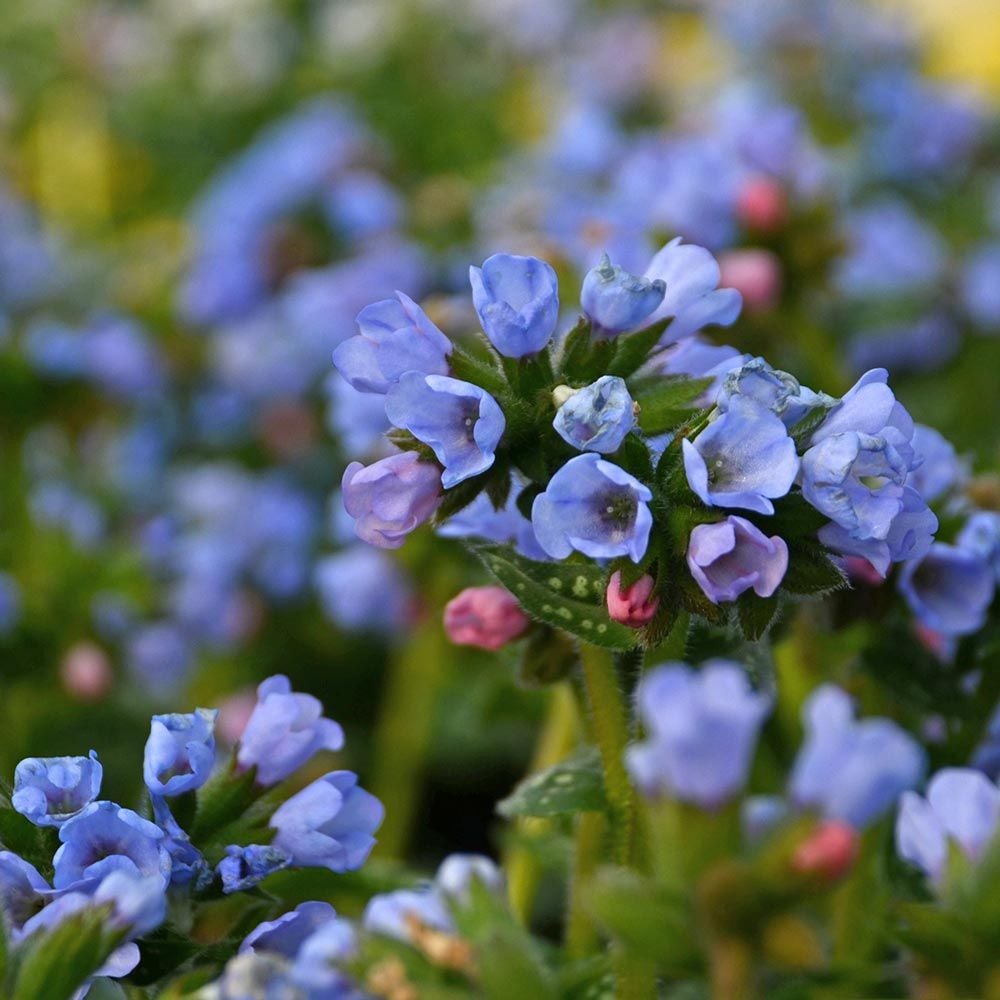 Pulmonaria 'Twinkle Toes' | White Flower Farm