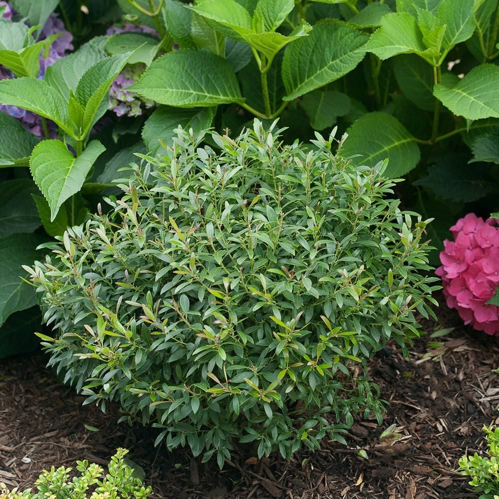Ilex glabra Strongbox® | White Flower Farm