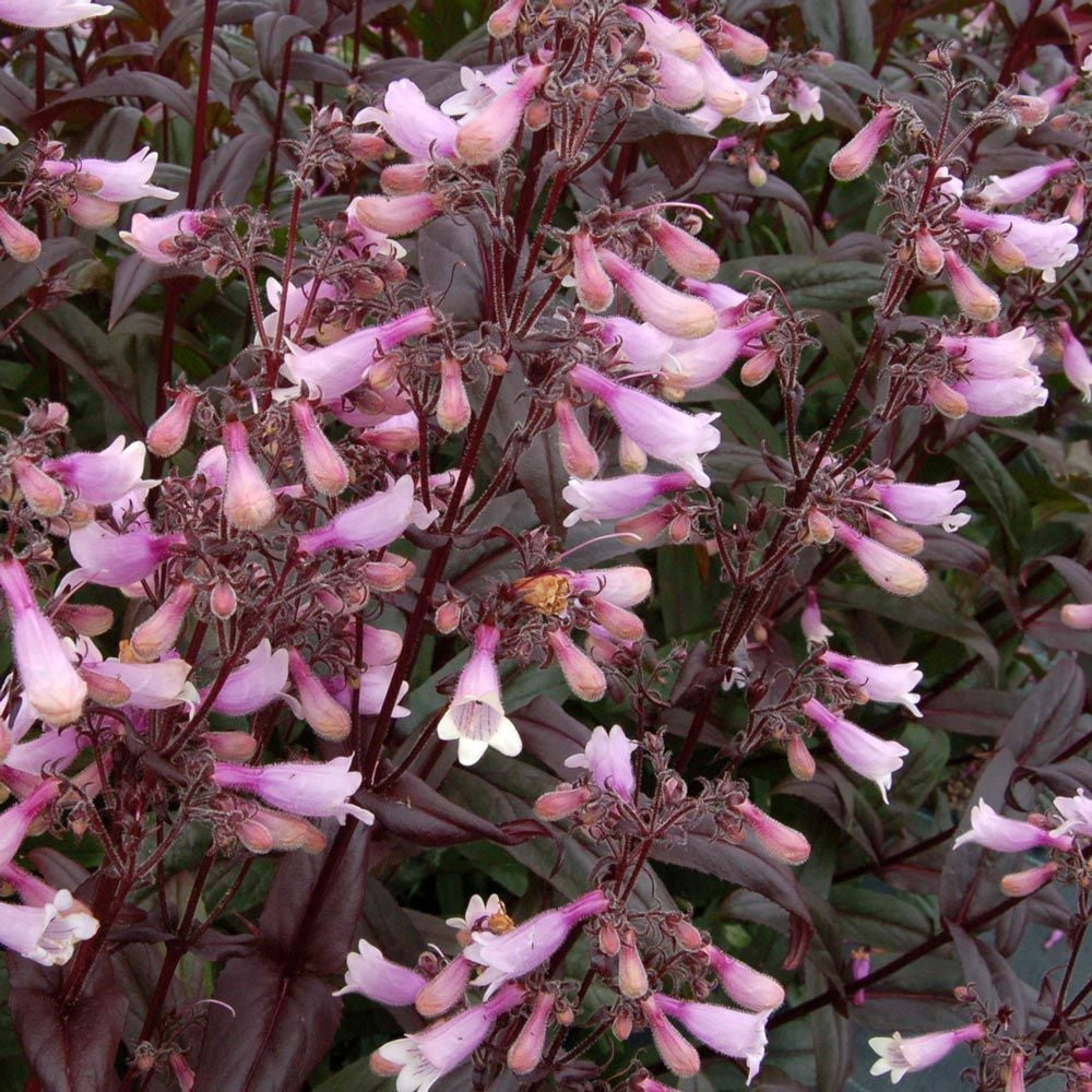 Penstemon 'Dark Towers' | White Flower Farm