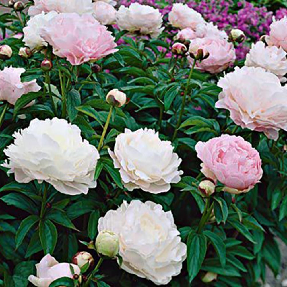 Paeonia Moonstone | White Flower Farm