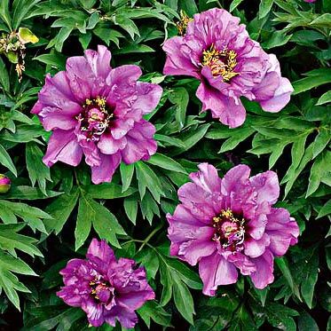 Paeonia Morning Lilac | White Flower Farm