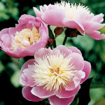 Peonies & Peony Planting Guide | White Flower Farm