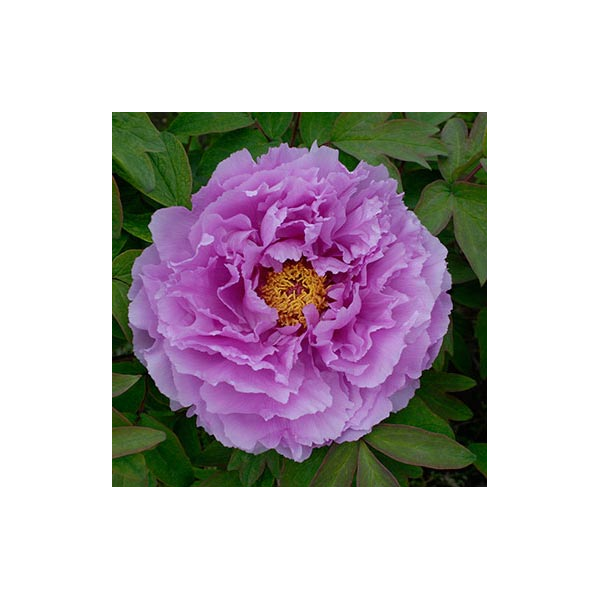 Paeonia suffruticosa 'Kamata Fuji' - Tree Peony | White Flower Farm