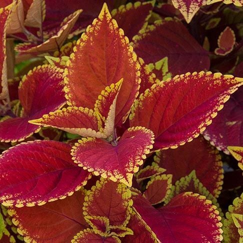Coleus Trusty Rusty | White Flower Farm