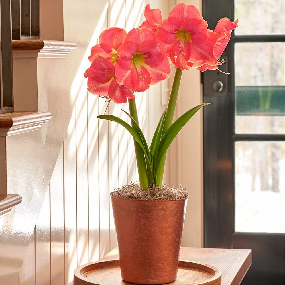 Amaryllis Rosalie | White Flower Farm