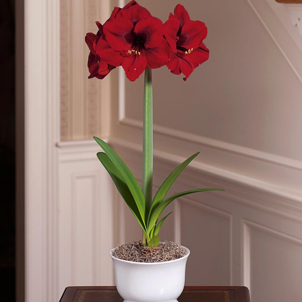 Amaryllis 'Grand Diva' | White Flower Farm