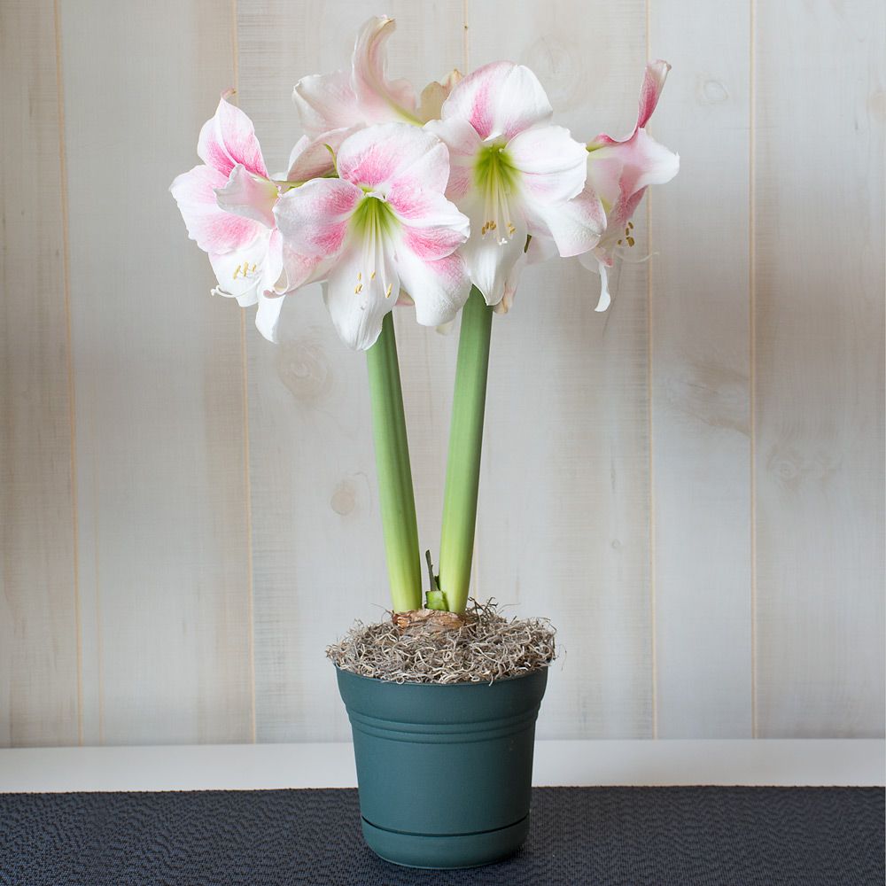 Amaryllis Rosy Star | White Flower Farm