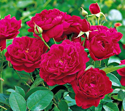 Rose Darcey Bussell | White Flower Farm