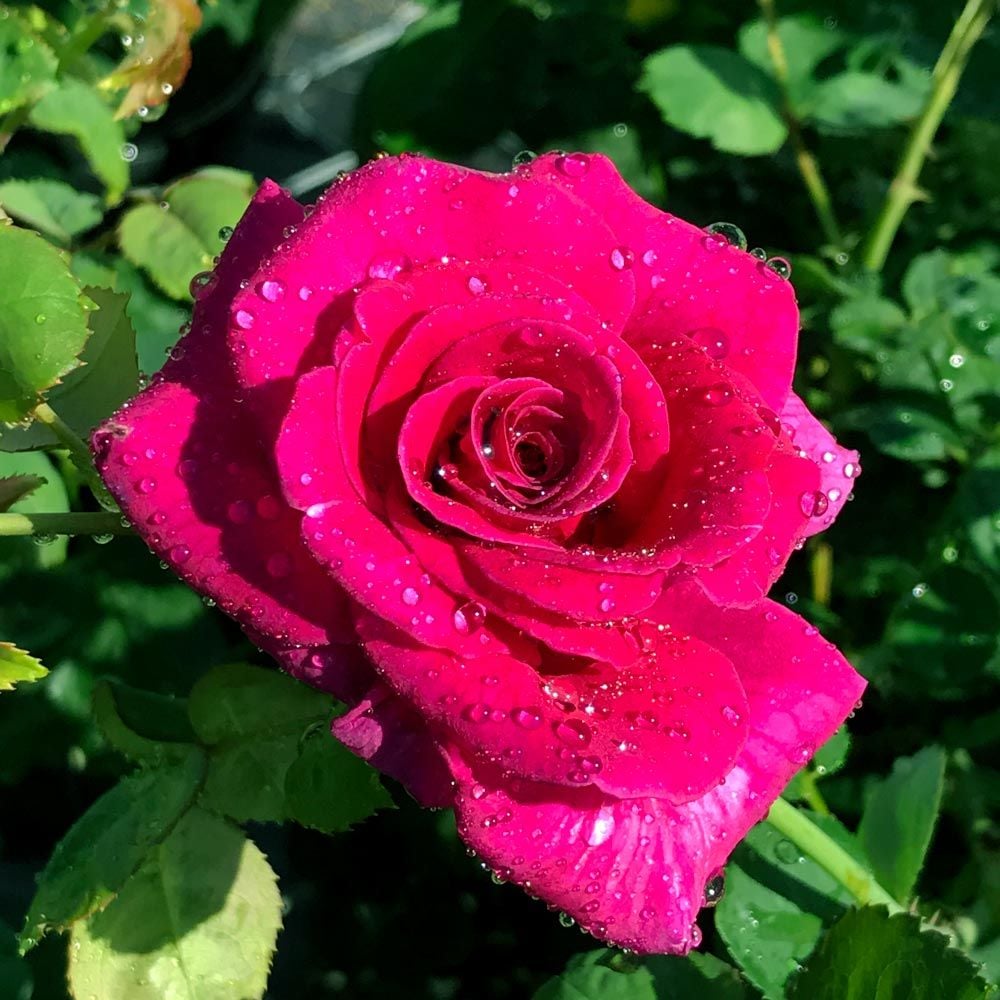 Rose Brindabella™ Purple Prince | White Flower Farm
