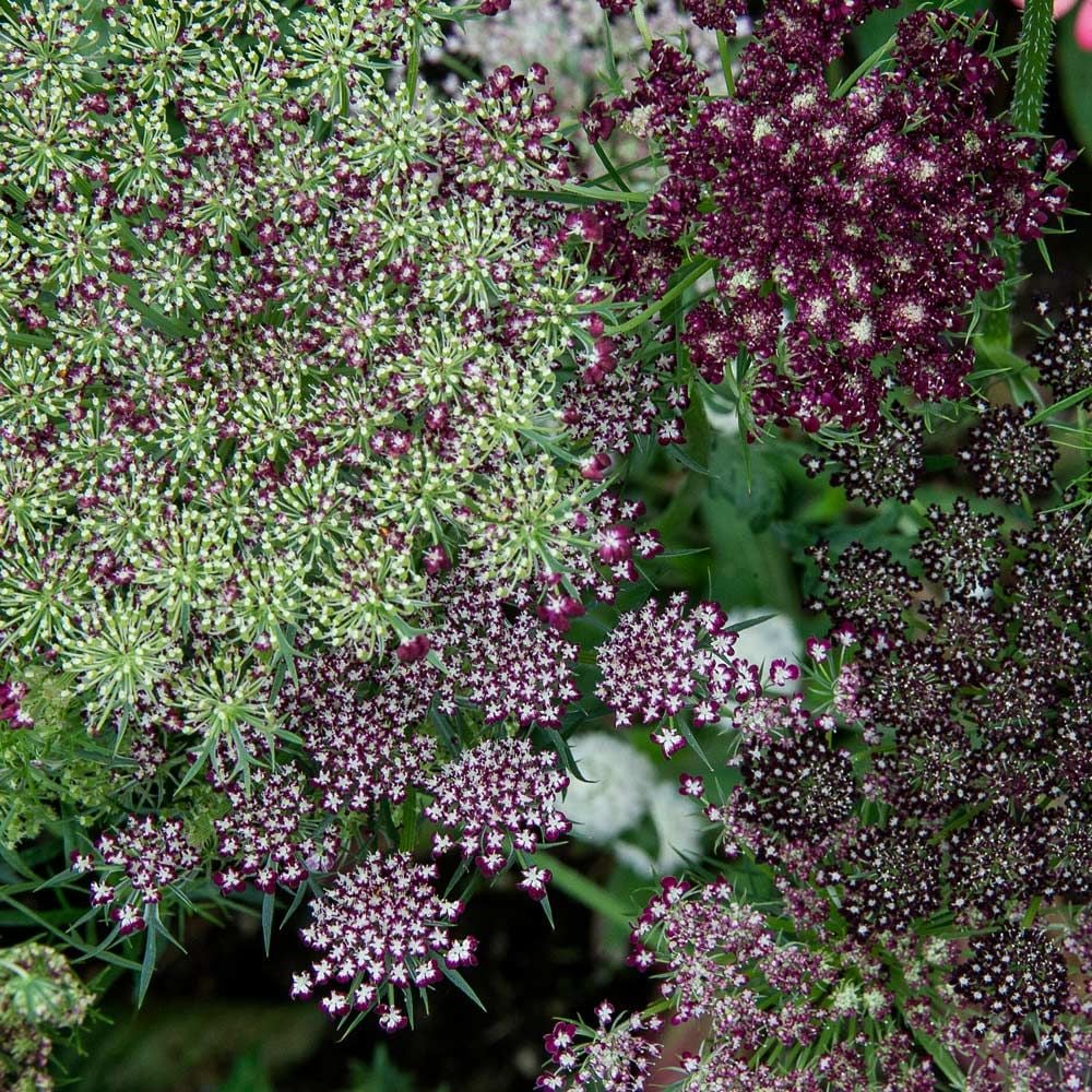 Daucus carota 'Dara' | White Flower Farm