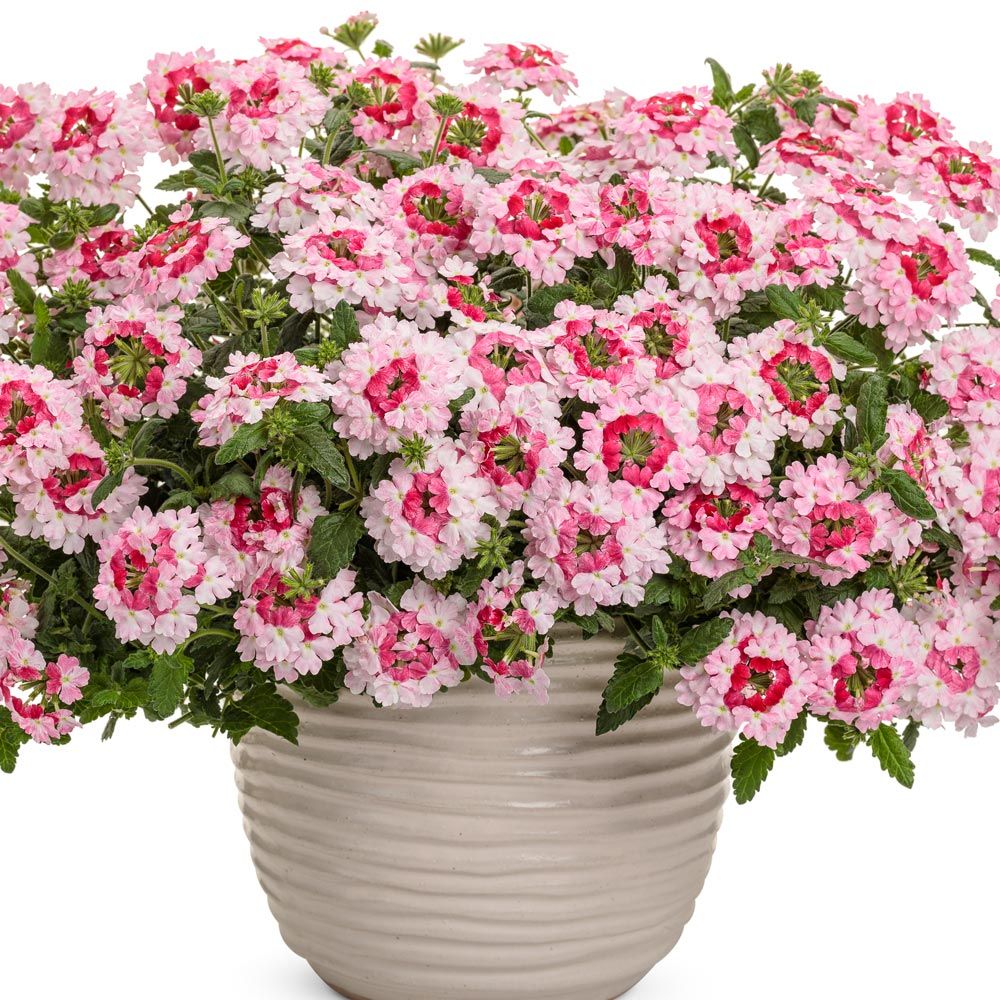 Verbena Superbena® Sparkling Rosé | White Flower Farm