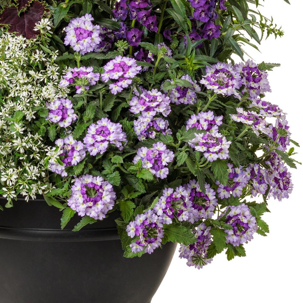 Verbena Superbena Sparkling® Amethyst | White Flower Farm
