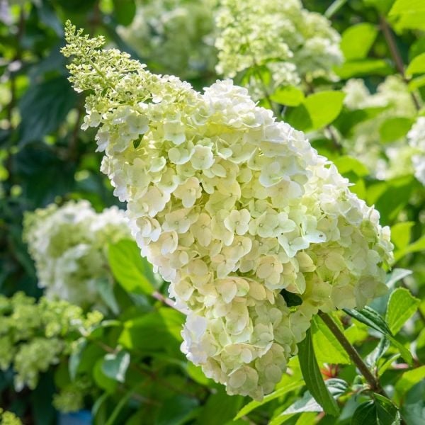 Hydrangea paniculata Moonrock® | White Flower Farm