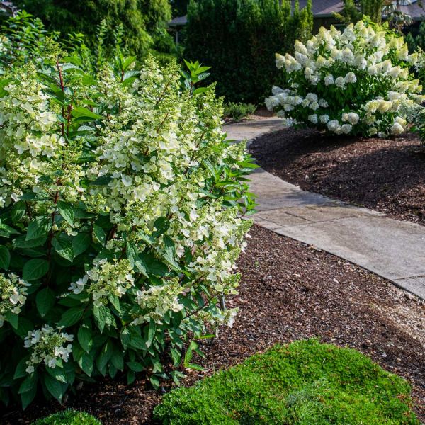 Hydrangea paniculata Flare™ | White Flower Farm