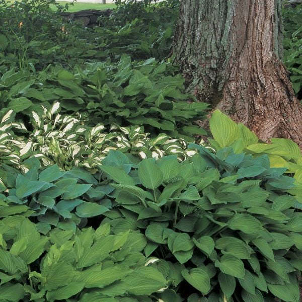 Collaboration for Part Shade for the South - Daffodils & Hosta | White ...