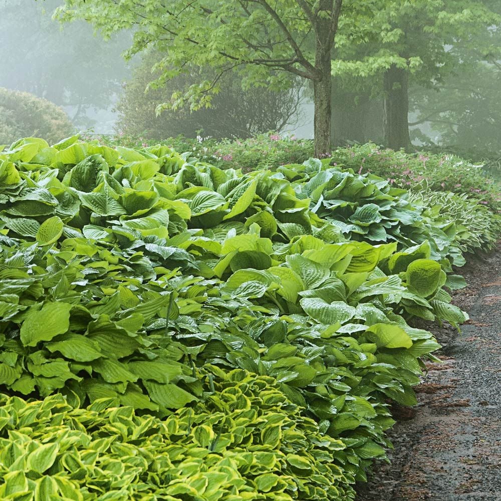 Emerald Isle Hosta Collection | White Flower Farm
