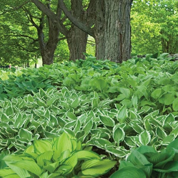Collaboration for Part Shade for the North - Daffodils & Hosta | White ...