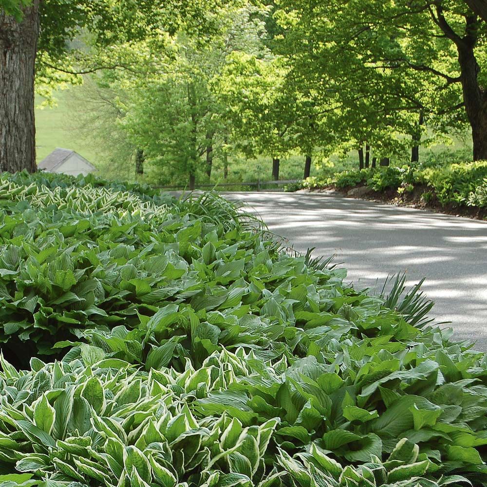 Emerald Isle Hosta Collection | White Flower Farm