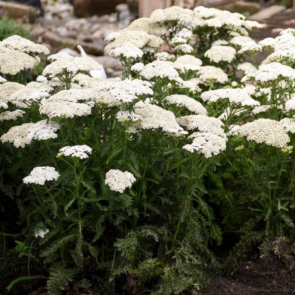 Achillea 'Firefly Diamond' | White Flower Farm