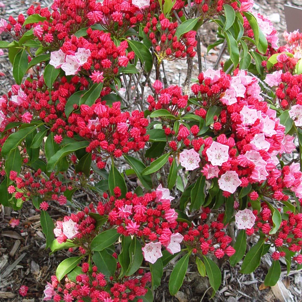 Kalmia latifolia 'Nathan Hale' | White Flower Farm