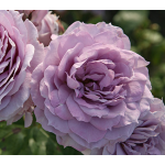 Rose Poseidon™ | White Flower Farm