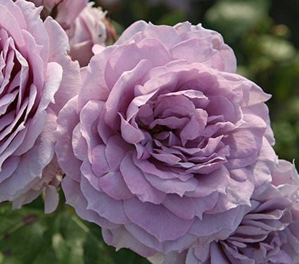 Rose Poseidon™ | White Flower Farm