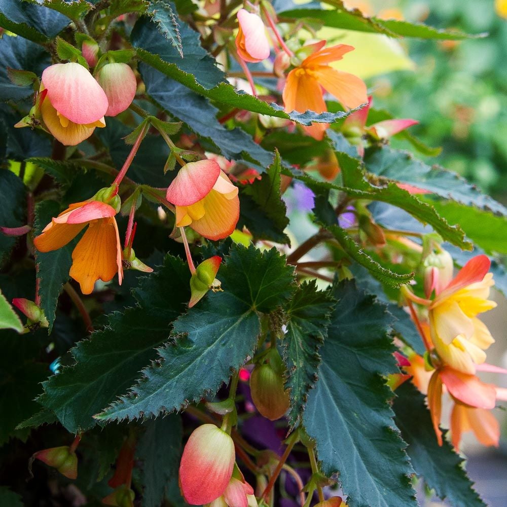Begonia I'Conia® Lucky Strike | White Flower Farm