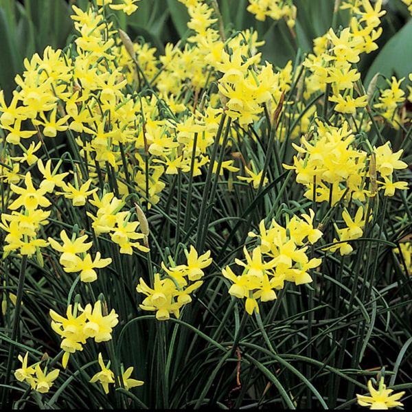Flower Delivery Hawera New Zealand at Sandra Moody blog