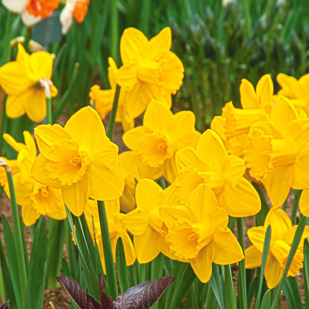Spring Trumpet Daffodil Mix | White Flower Farm