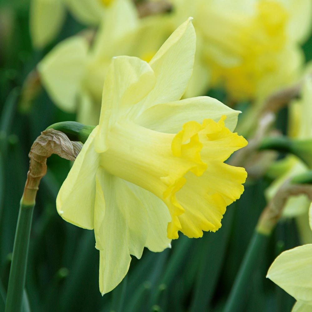 Spring Trumpet Daffodil Mix | White Flower Farm