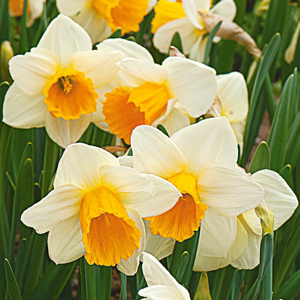 Spring Trumpet Daffodil Mix | White Flower Farm