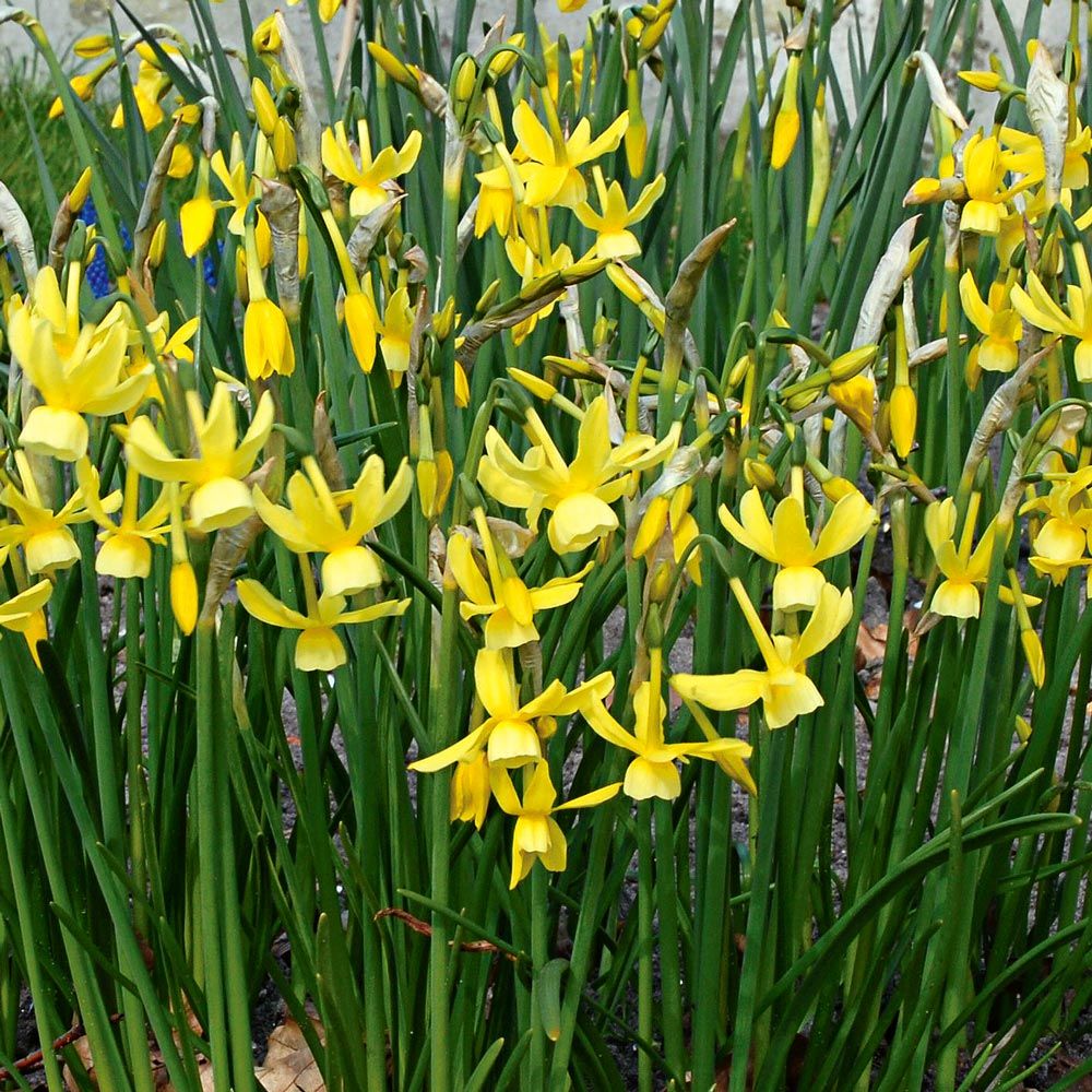 Fragrant Triandrus Narcissus Mix | White Flower Farm