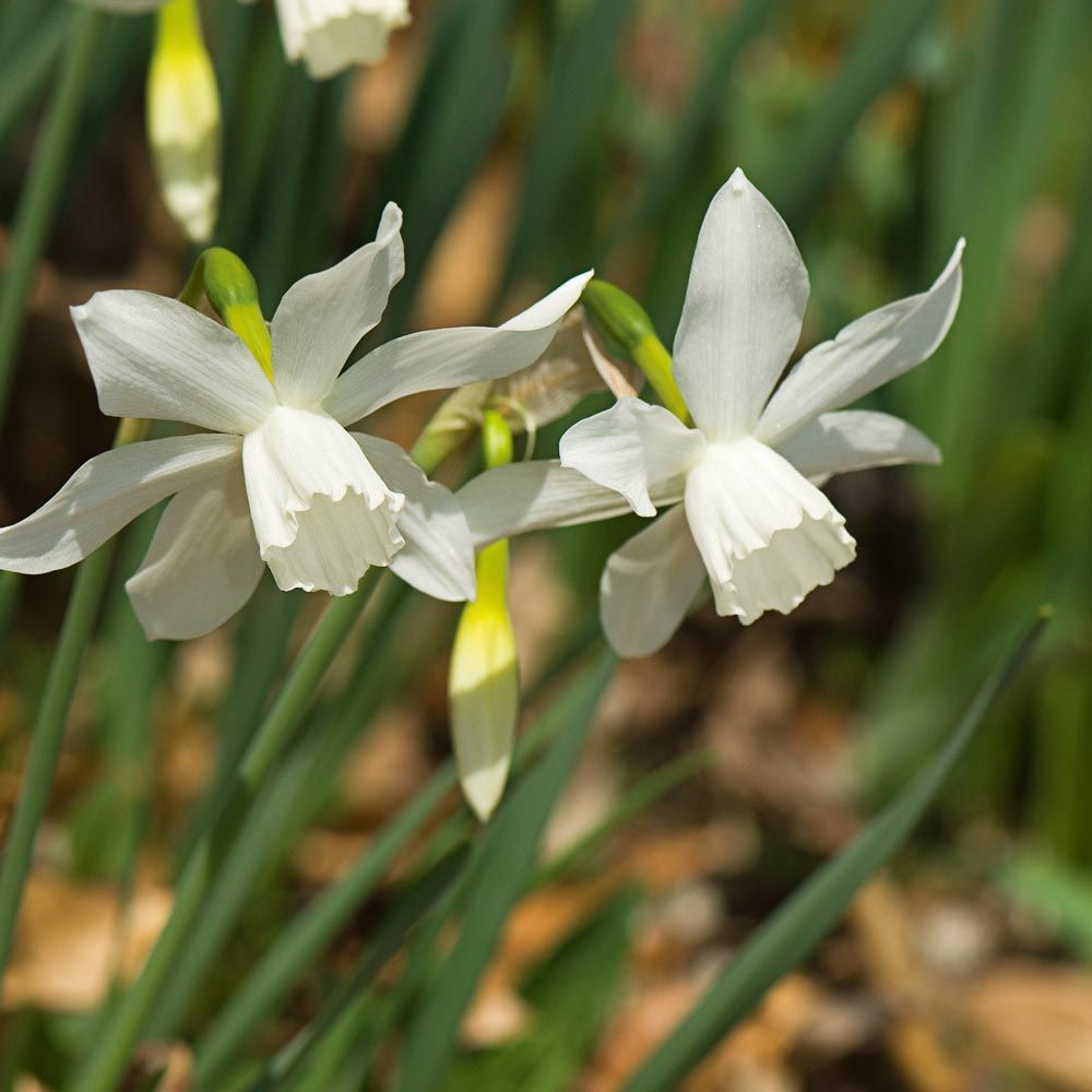 Fragrant Triandrus Narcissus Mix | White Flower Farm