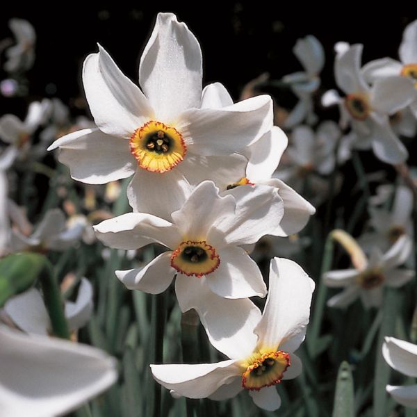 Narcissus poeticus var. recurvus | White Flower Farm