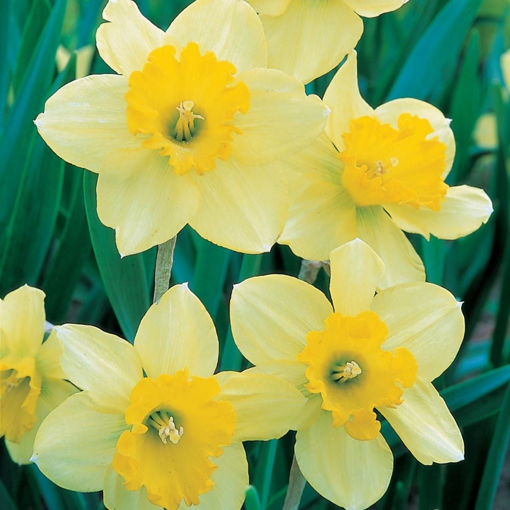 Weatherproof Large-Cupped Daffodil Mix | White Flower Farm