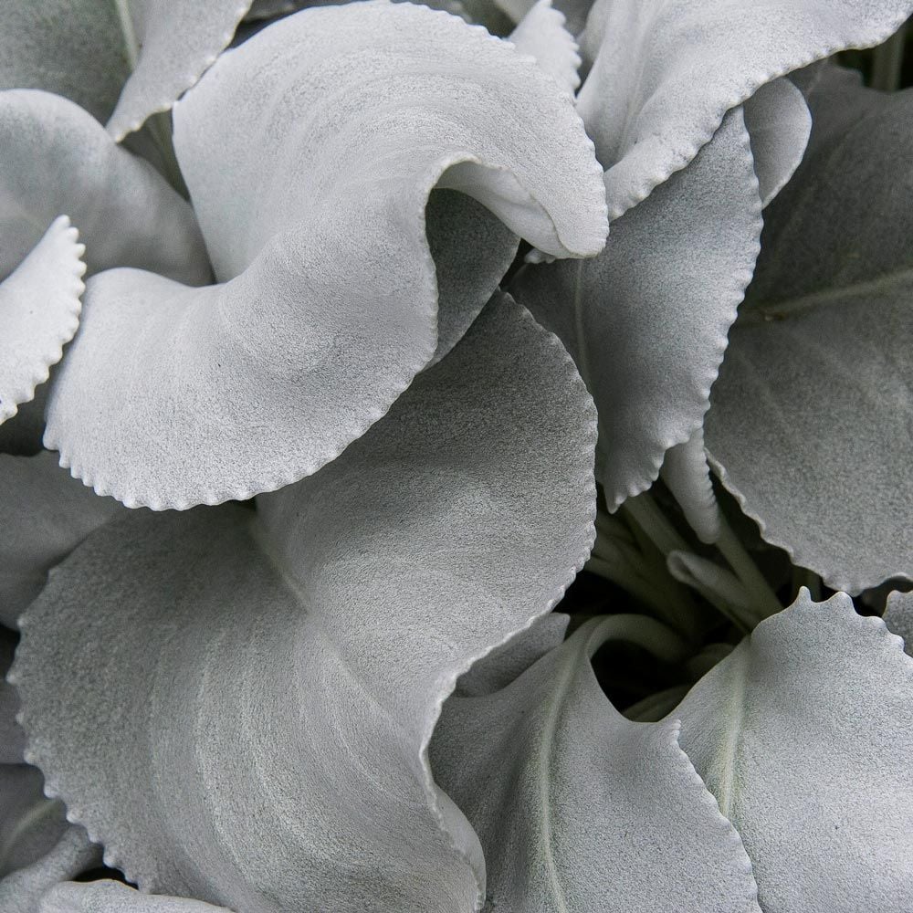Senecio candicans Angel Wings® | White Flower Farm