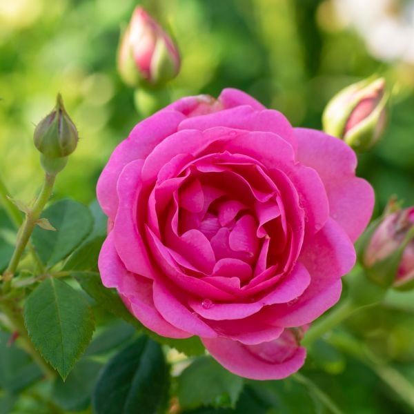 Rose Sitting Pretty™ | White Flower Farm