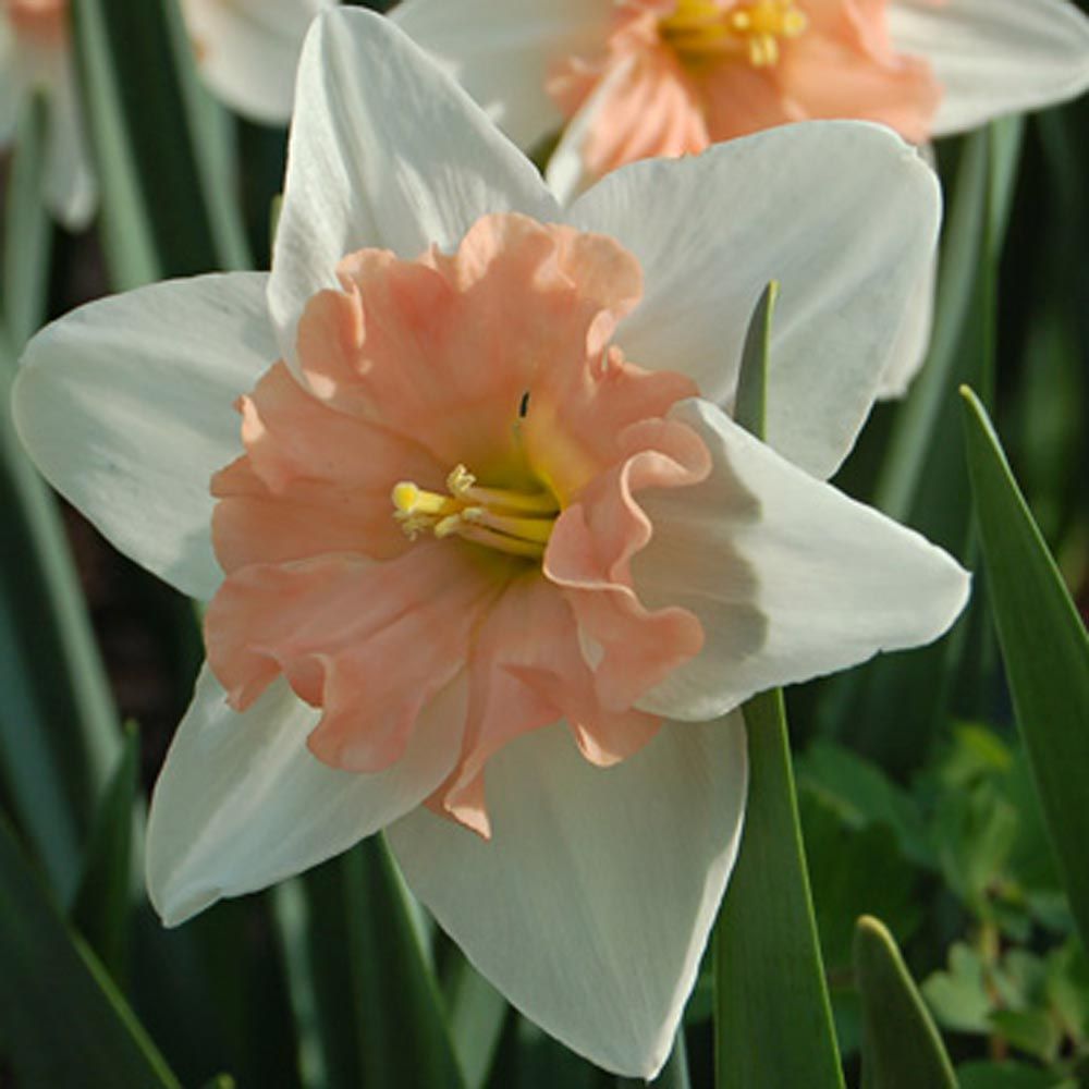 First Blush - Pink Narcissus Mix | White Flower Farm