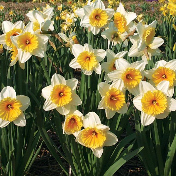 Large-Cupped Daffodil Naturalizing Mix | White Flower Farm