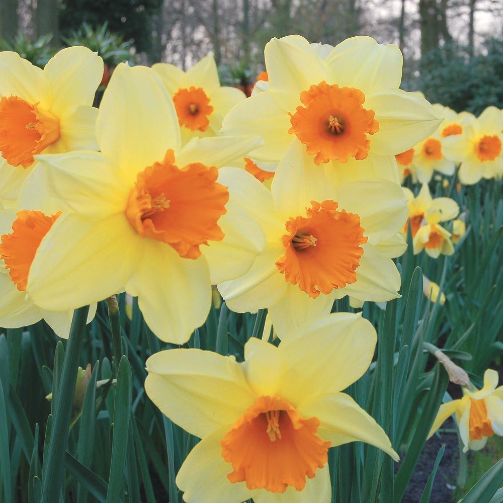 Large-Cupped Daffodil Naturalizing Mix | White Flower Farm