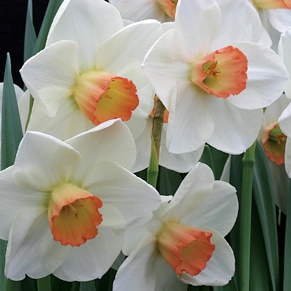 Large-Cupped Daffodil Naturalizing Mix | White Flower Farm