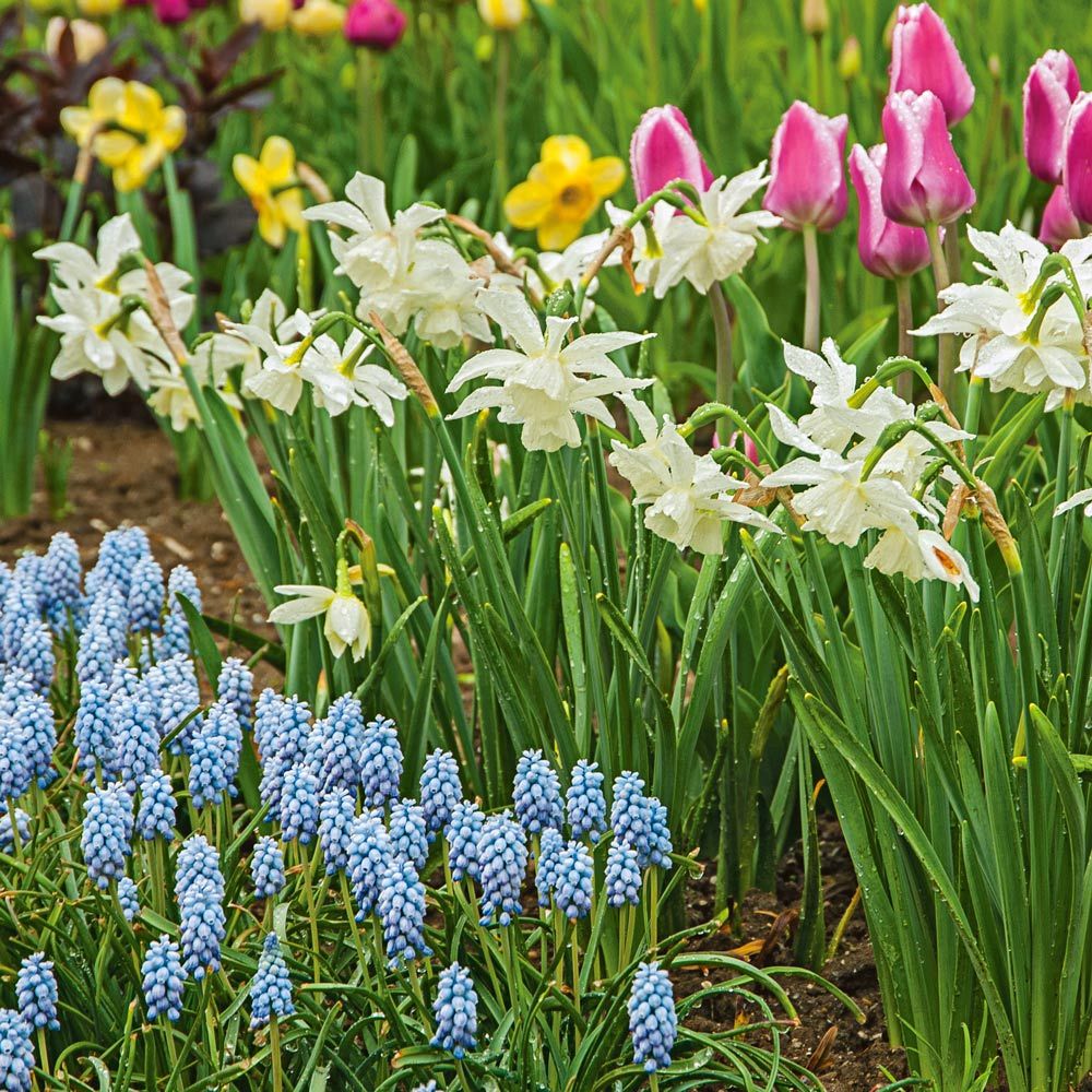 Rites of Spring Trio | White Flower Farm