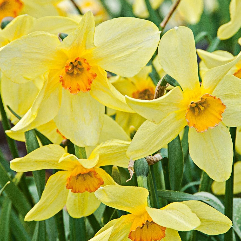 Small-Cupped Narcissus Mix | White Flower Farm