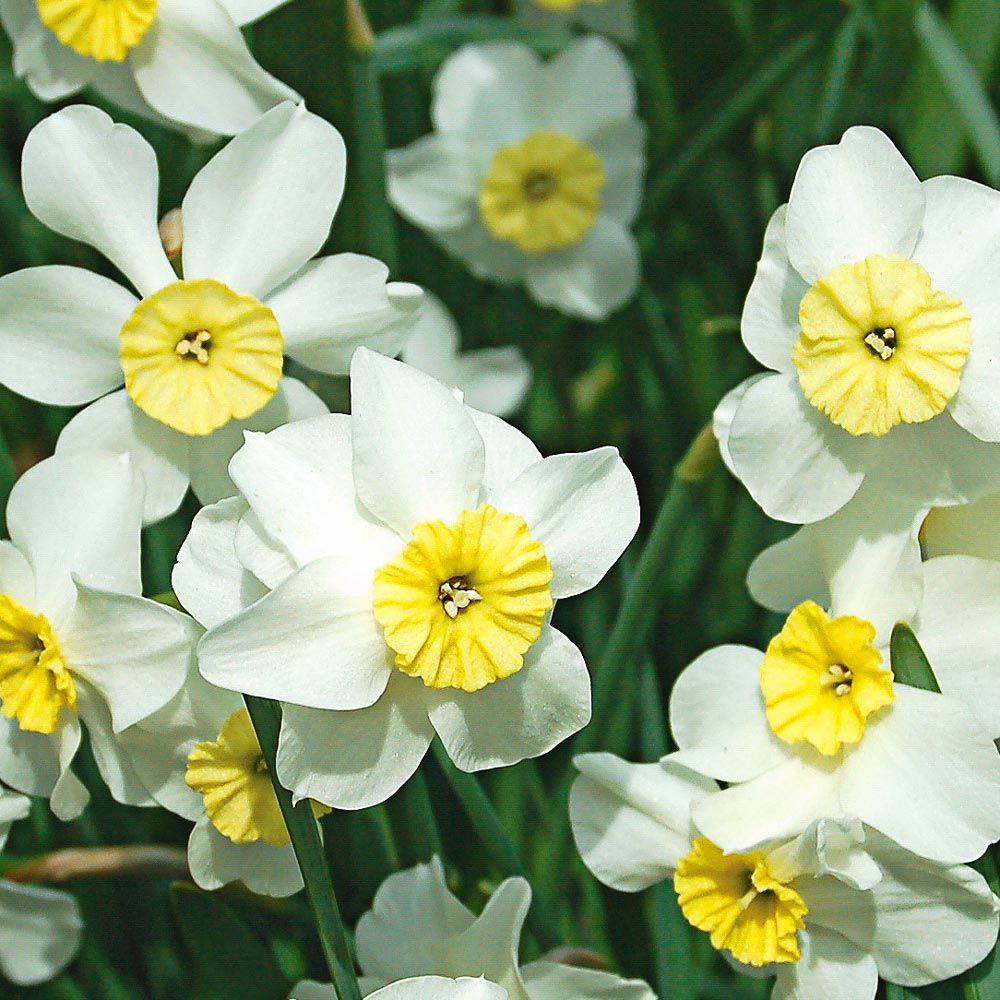 Small-Cupped Narcissus Mix | White Flower Farm