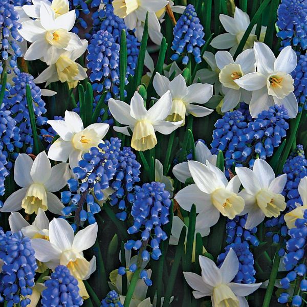Wanderlust - Narcissus & Muscari Mix | White Flower Farm