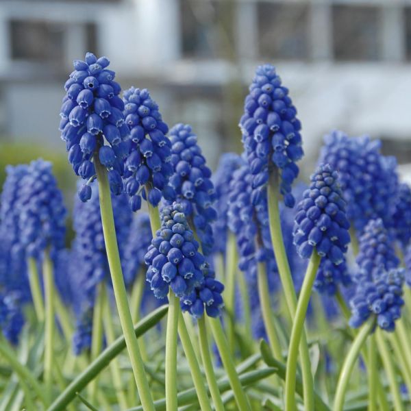 Wanderlust - Narcissus & Muscari Mix | White Flower Farm