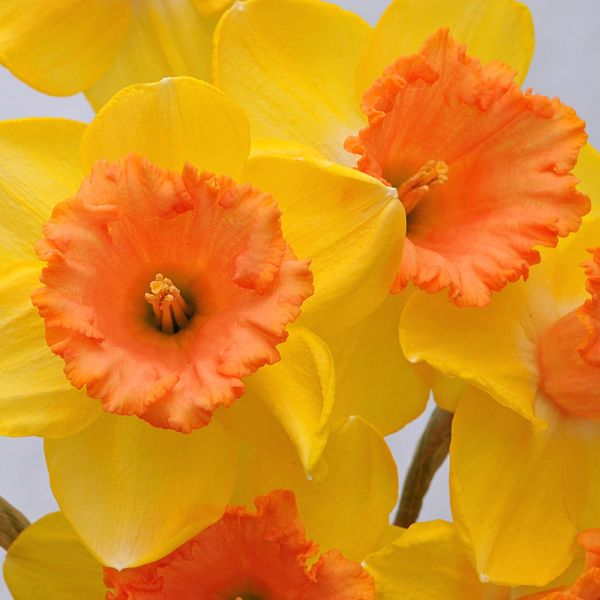 Narcissus 'Color Run' | White Flower Farm