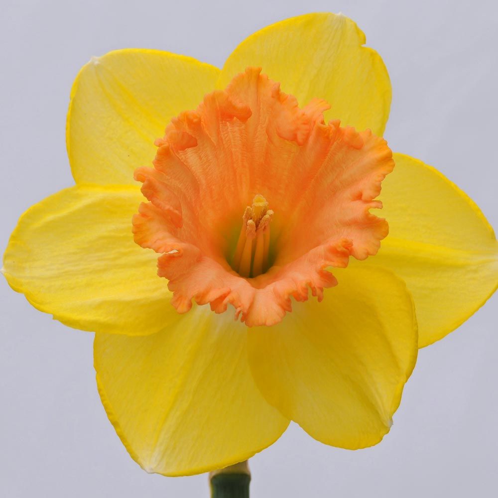 Narcissus 'Color Run' | White Flower Farm